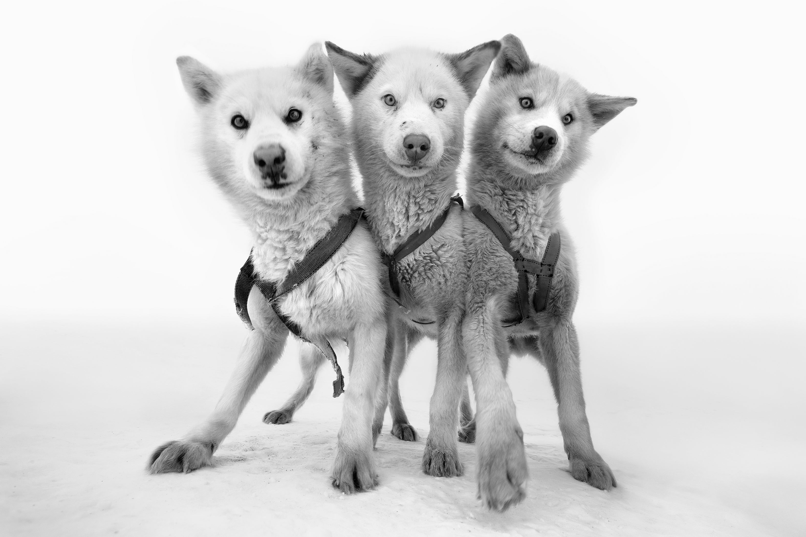 Cerberus – Qaanaaq, Greenland, 2015 - Cristina Mittermeier | Iconic Images