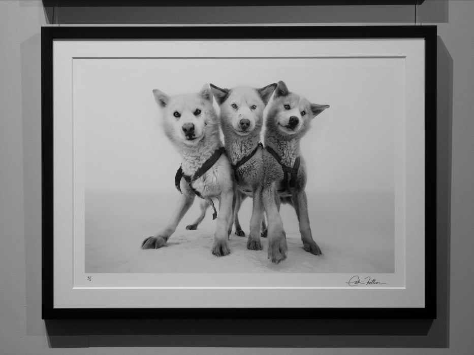 Cerberus – Qaanaaq, Greenland, 2015 - Cristina Mittermeier | Iconic Images